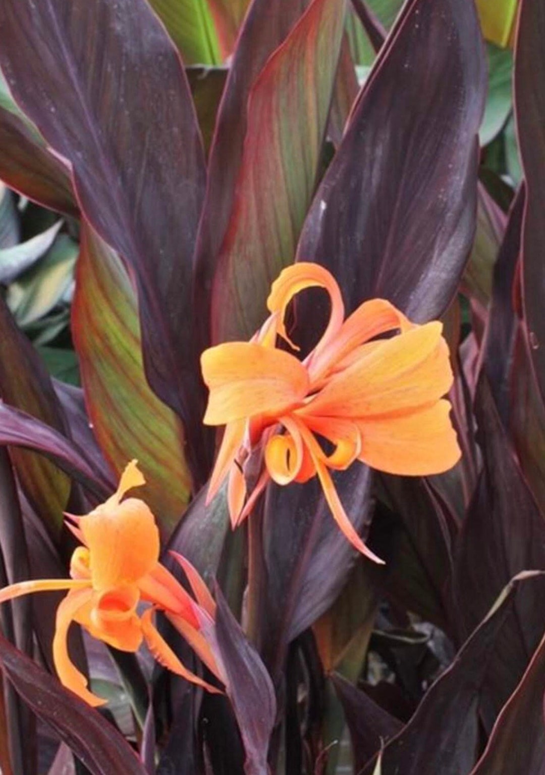 Variegated Canna Lily Intrigue Bulb/rhizome! Rare Plant! Beautiful ...