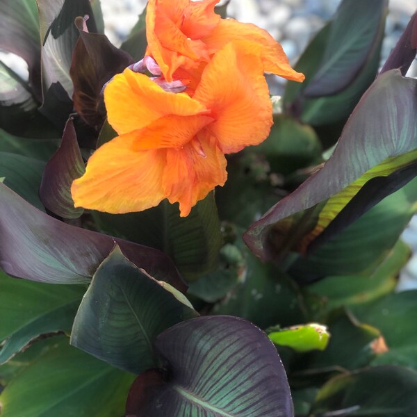 Dwarf Canna Lilies - Etsy