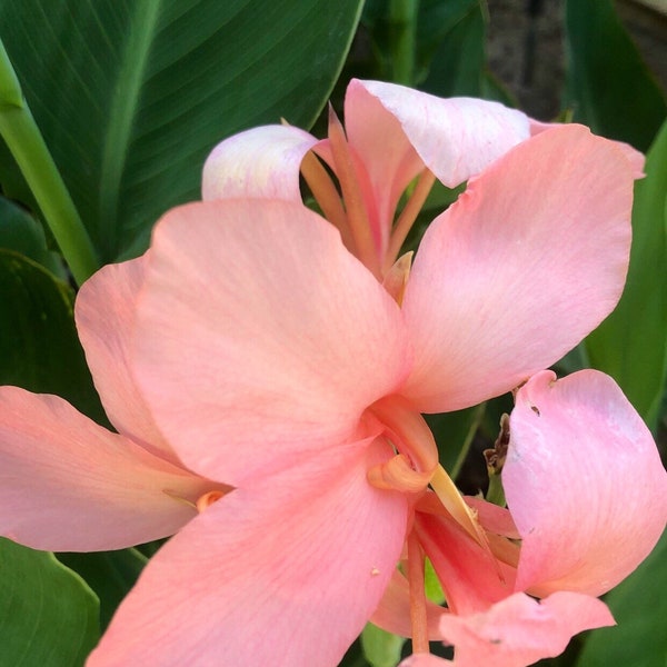 Pink Canna Lily - Etsy