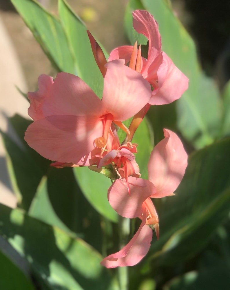 Canna Thai Bulb/rhizome Special! Very Rare Plants!beautiful Soft Creamy ...