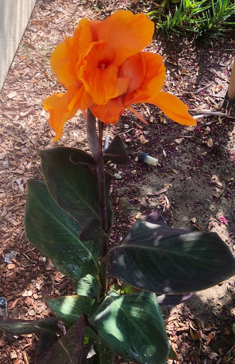 Exotic Variegated Canna Lily Orange Chocolate Bulb/rhizome | Etsy