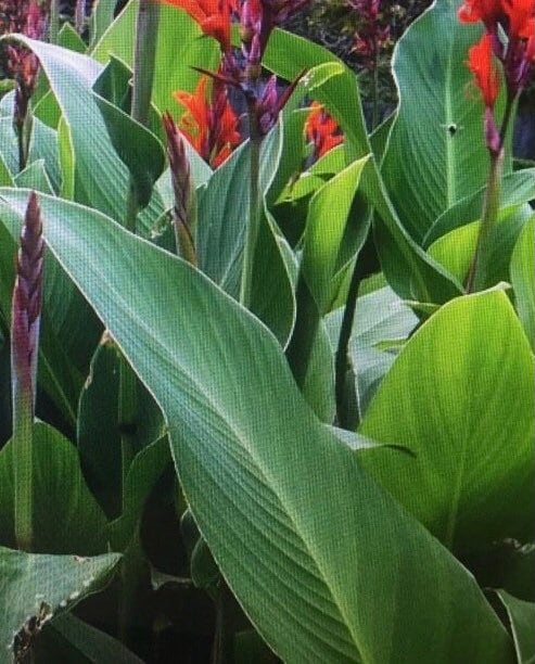 Red Orchid Canna Lily/rhizome Rare Plants Beautiful Orchid - Etsy