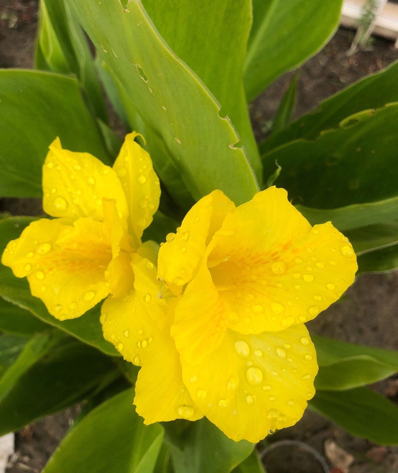4-canna Lily Yellow Bulb/rhizome Specialtropical & Rare - Etsy