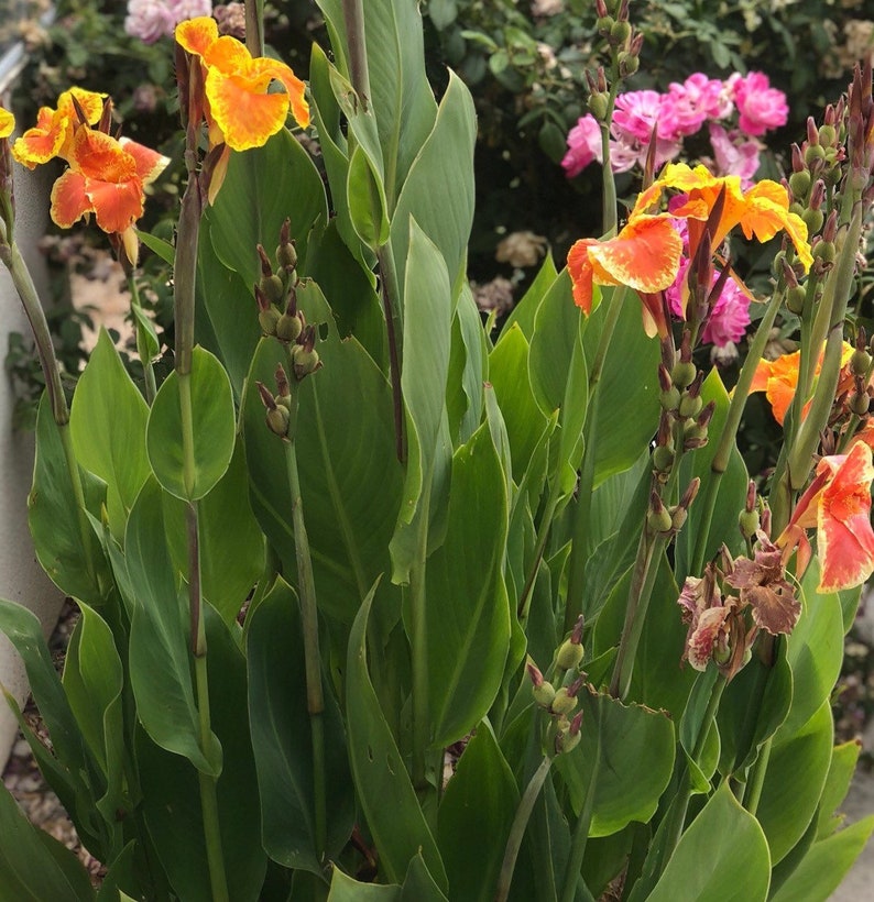 Canna Lily Bavaria Rhizome/bulb Rare & Tropical Plant - Etsy