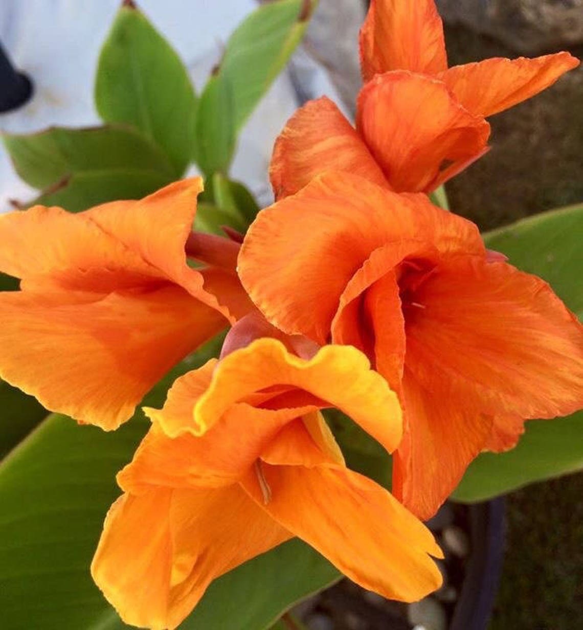 Giant Canna Lily Tangerine/rhizhomes Extra Tall up to 10 - Etsy