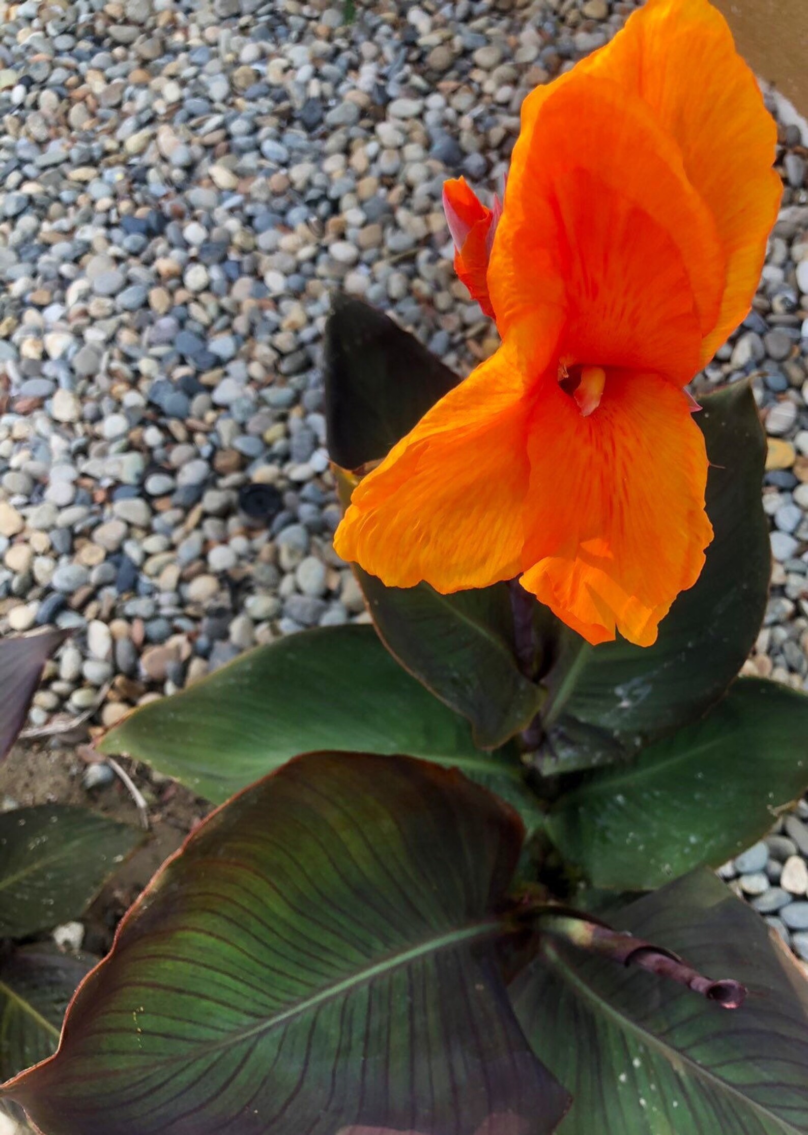 Exotic Variegated Canna Lily Orange Chocolate Bulb/rhizome - Etsy