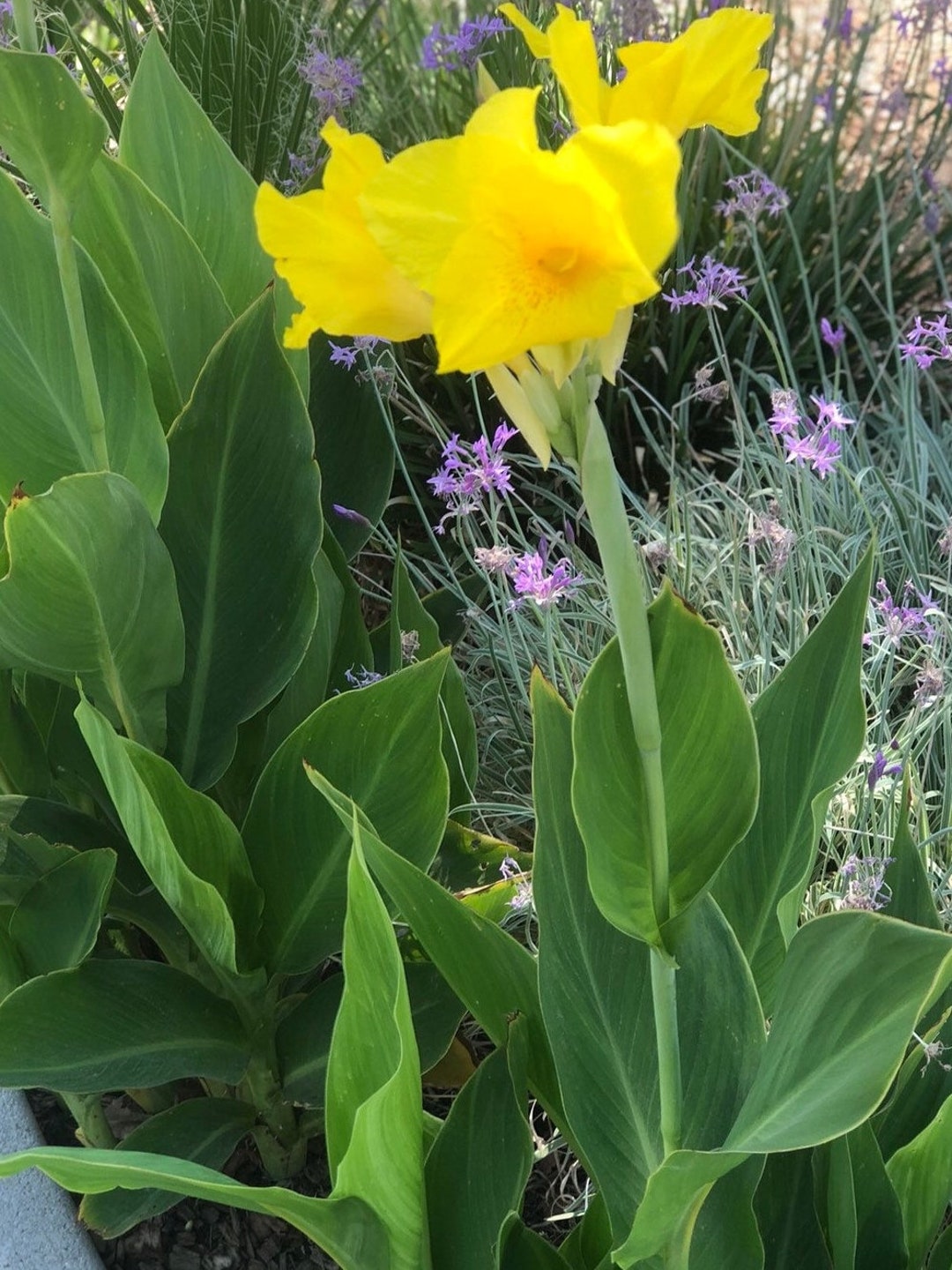 Yellow Canna- Get 1 FREE With 1st Order!! Bulb/ Rhizome- Tropical Rare ...