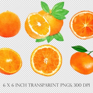 Watercolor Oranges Clipart, Food, Citrus, Fruits, Oranges, Clipart ...