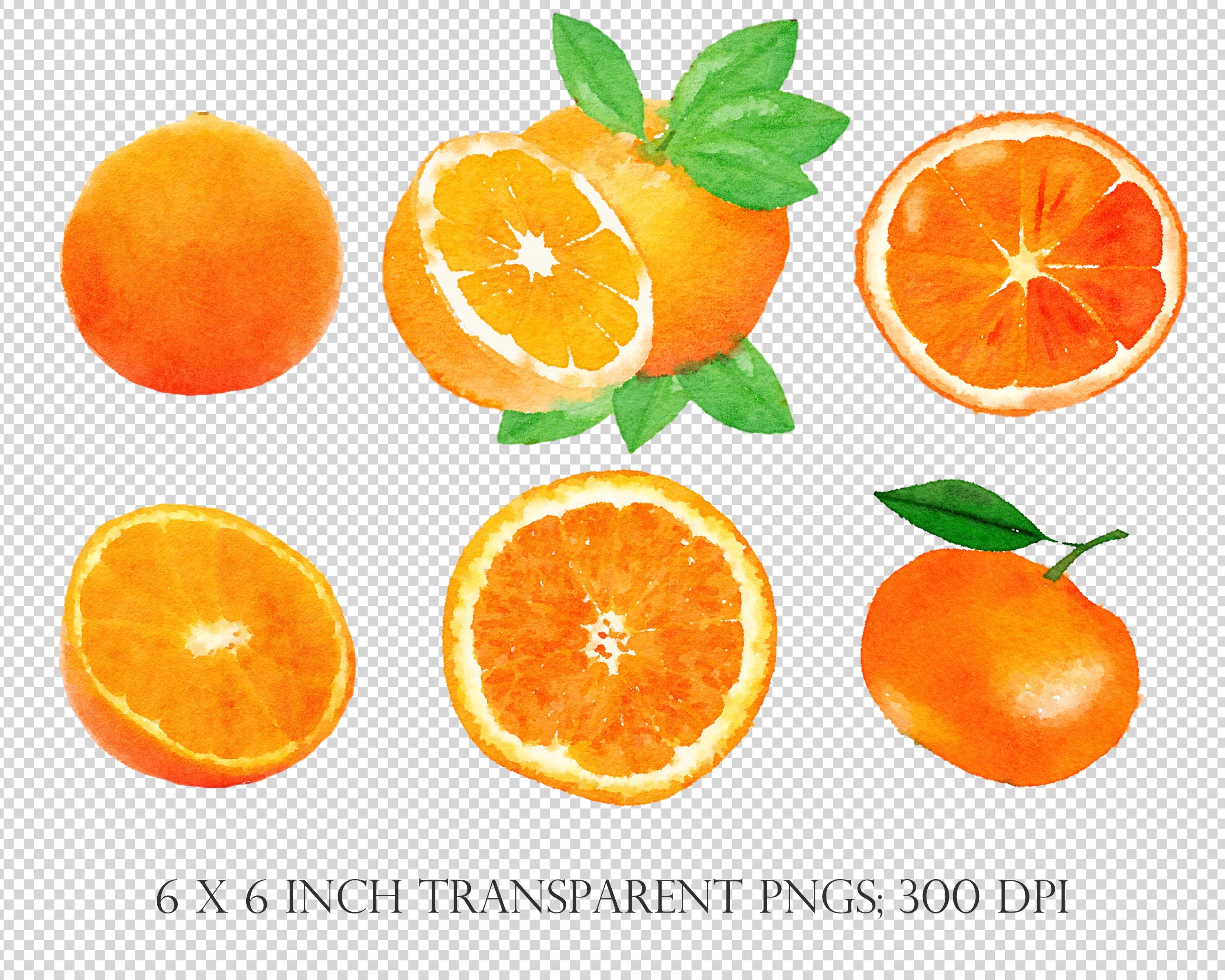 Watercolor Oranges Clipart Food Citrus Fruits Oranges | Etsy