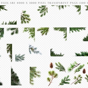Pine Branch Overlays, Fir Branch Overlays, Leaf Png, Branch Png, Pine ...