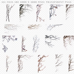 Branch Photoshop Overlays, Bare Branch Overlays, Winter Branch Overlay ...