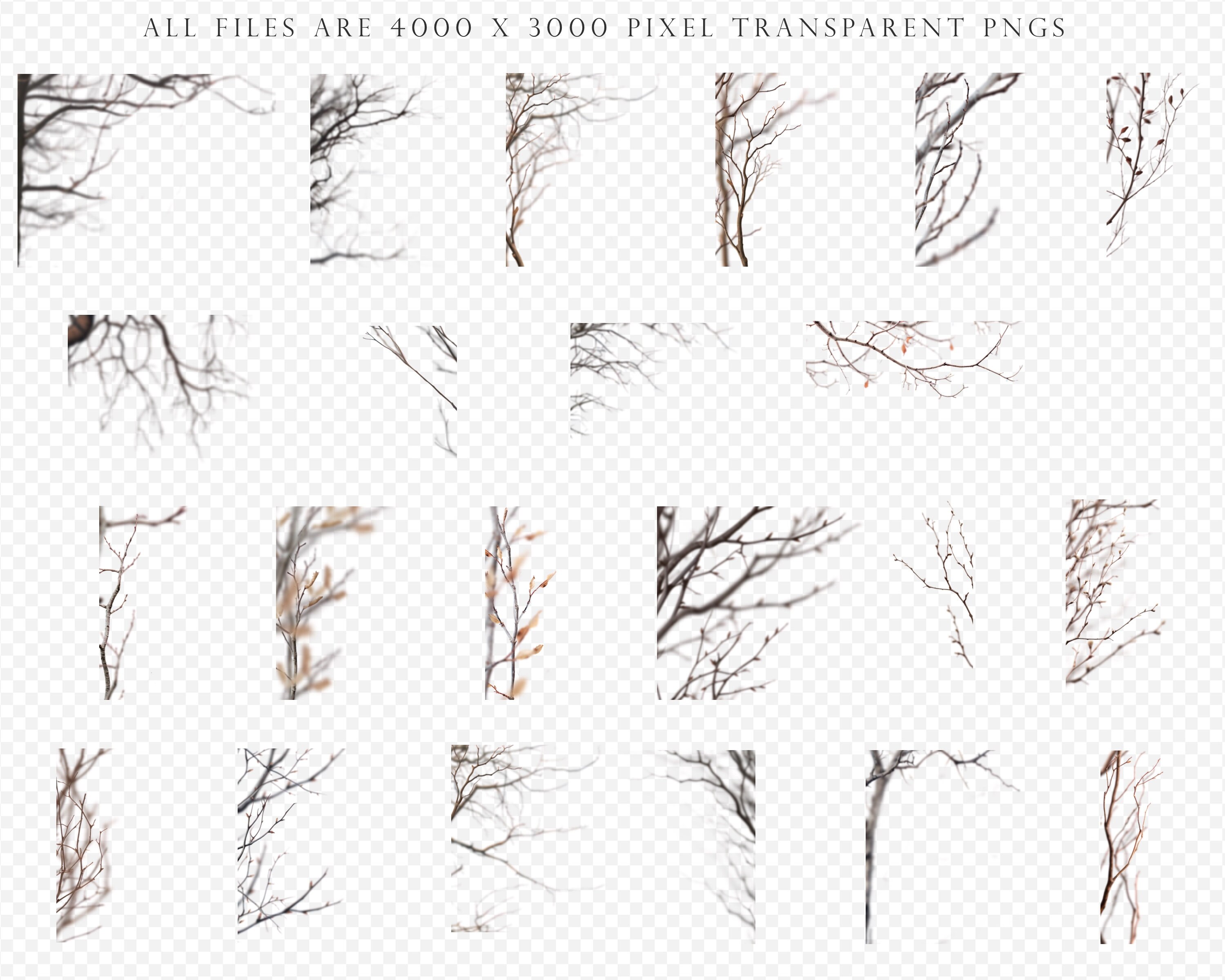 Branch Photoshop Overlays, Bare Branch Overlays, Winter Branch Overlay ...