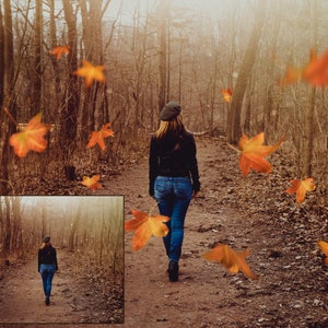 Falling Leaves Overlay, Falling Leaf Overlays, Fall Leaves, Autumn ...