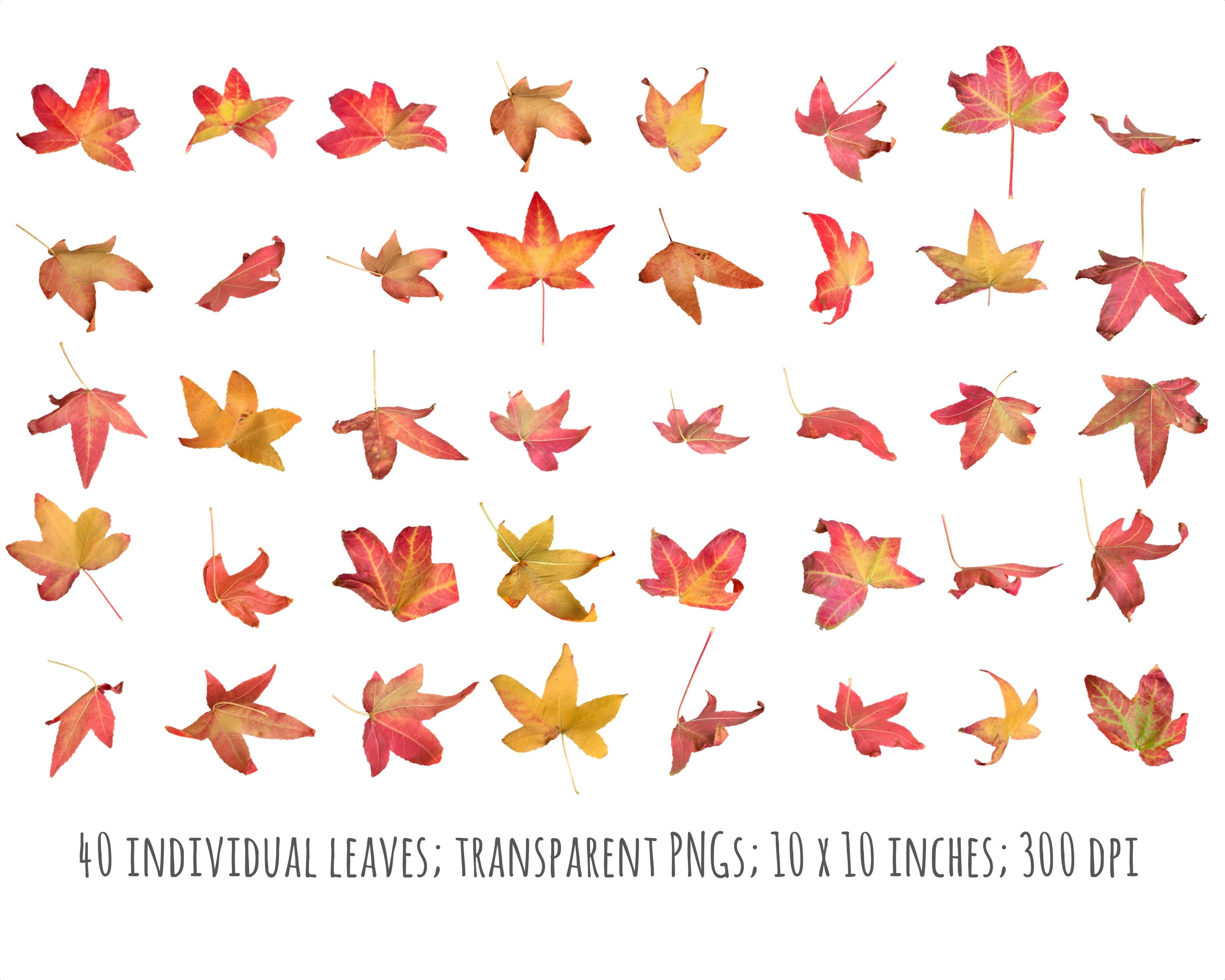 Falling leaves overlay falling leaf overlays fall leaves | Etsy