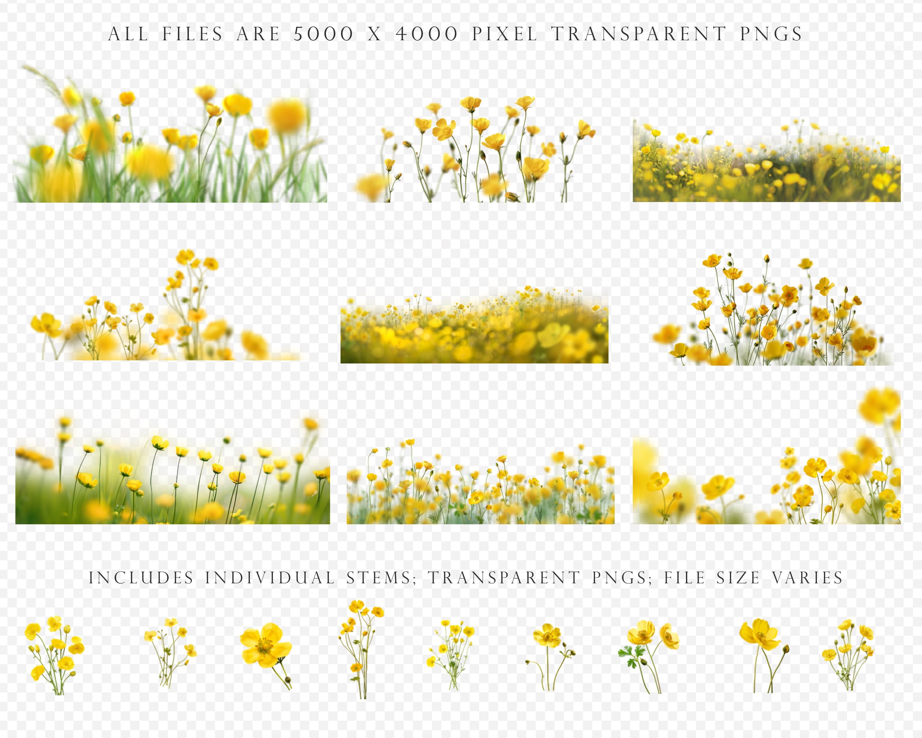 Buttercup Overlays, Yellow Flower Overlays, Spring Overlays, Photoshop ...