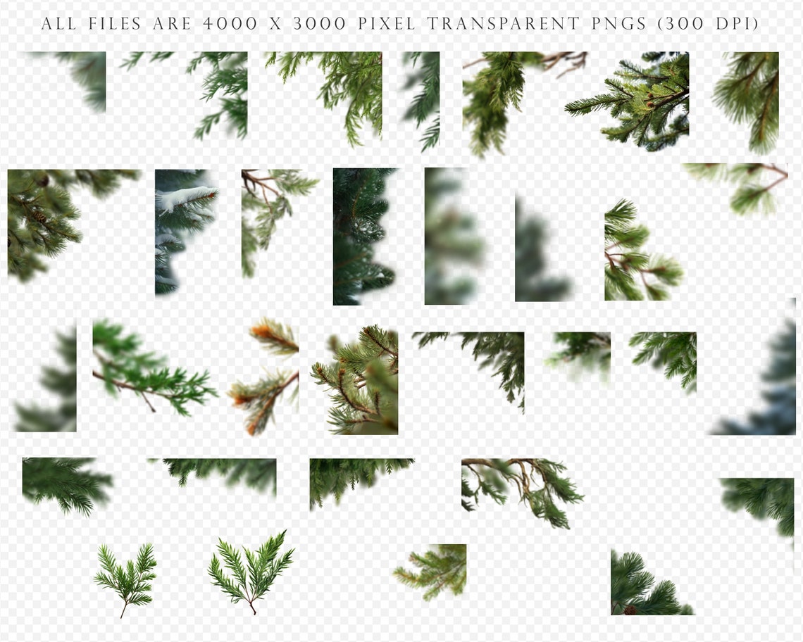 Pine Branch Overlays, Fir Branch Overlays, Leaf Png, Branch Png, Pine ...