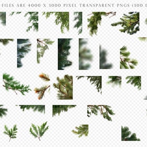 Pine Branch Overlays, Fir Branch Overlays, Leaf Png, Branch Png, Pine ...