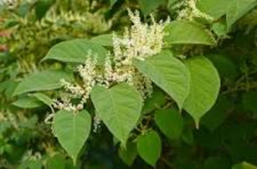 Japanese Knotweed & Andrographis Itegrated Herbal Mix - Candida - 4oz ...