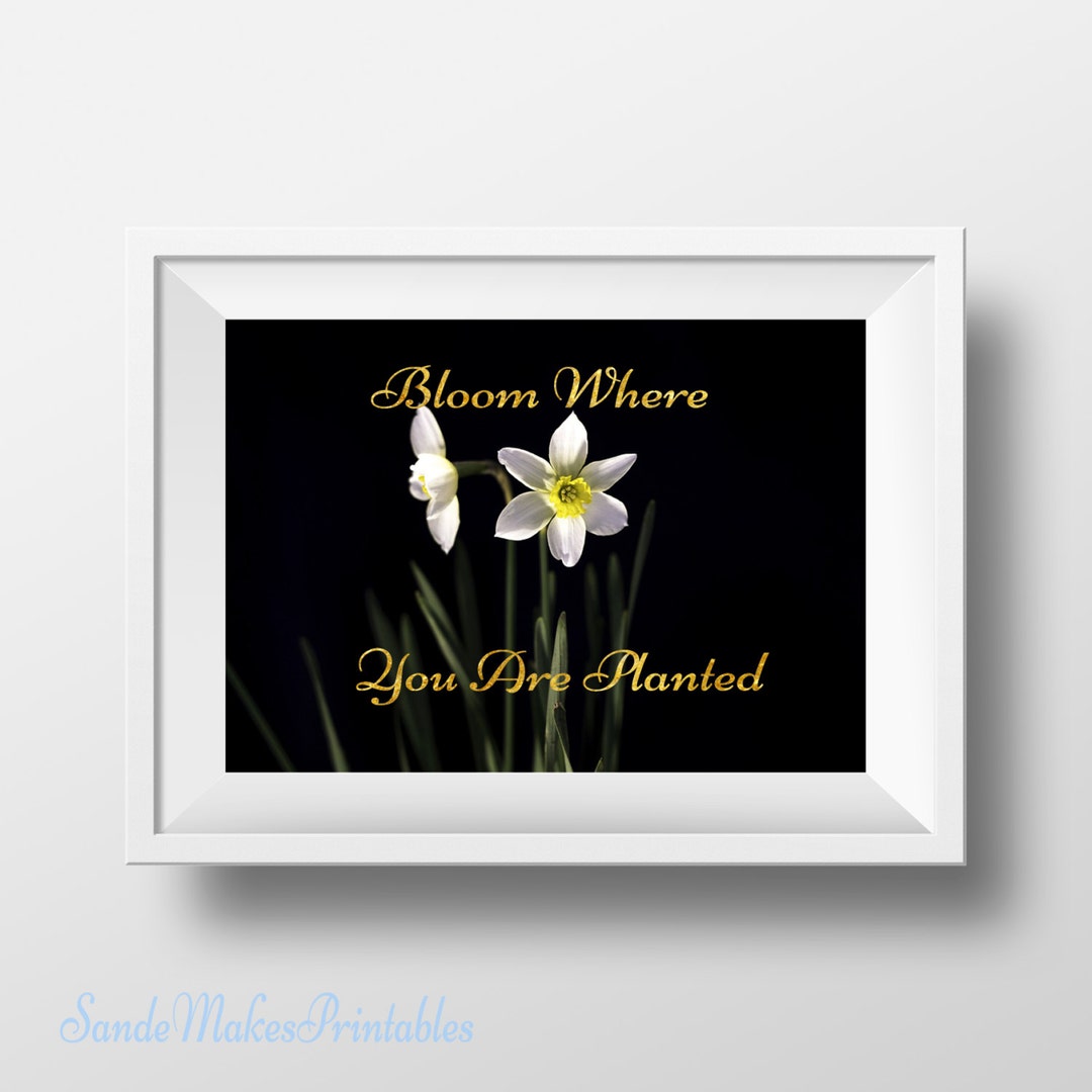 Bloom Where You Are Planted, Printable Quote, Wall Art Print Printable ...