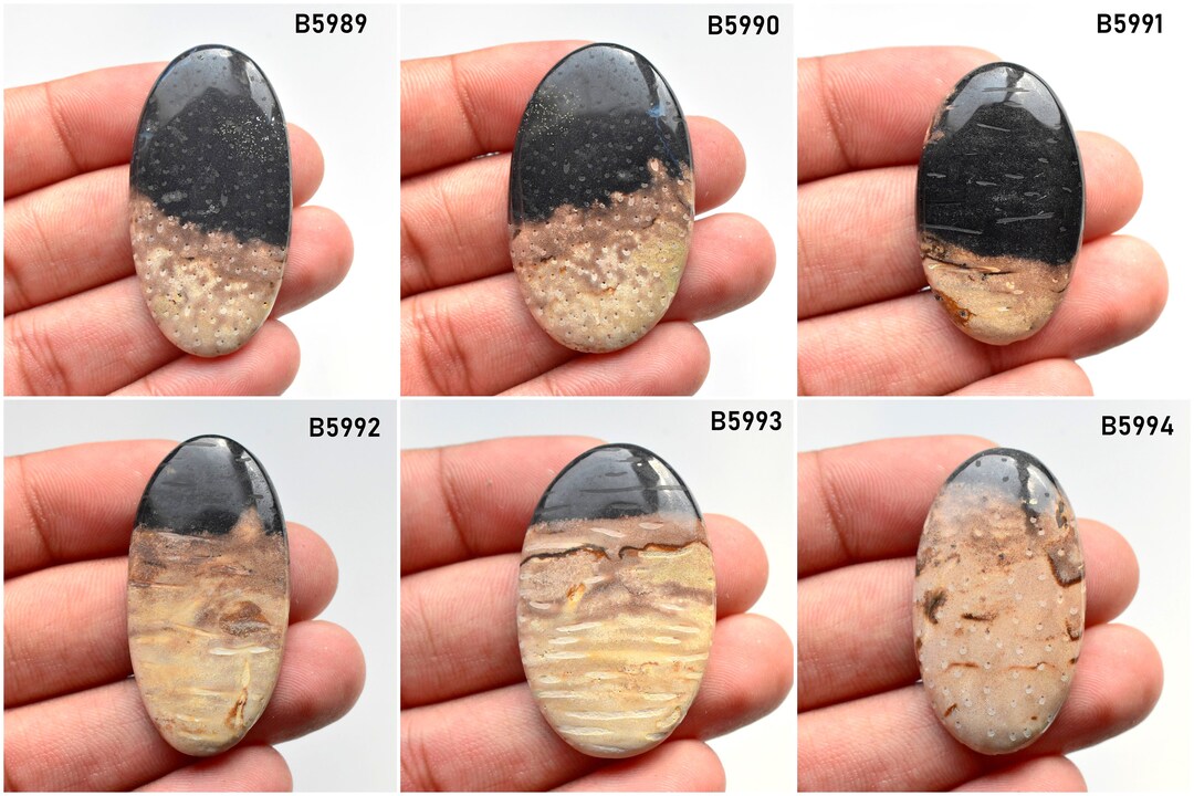Natural Fossilized Palm Root Agate Cabochon, AAA Petrified Palm Root ...