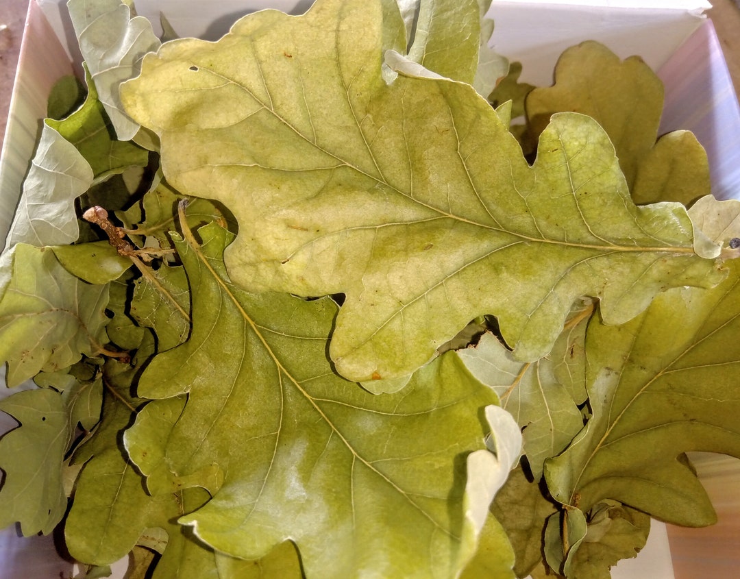 70x Dried Oak Leaves Natural Oak Leaf Full Box for Terrarium Home Decor ...