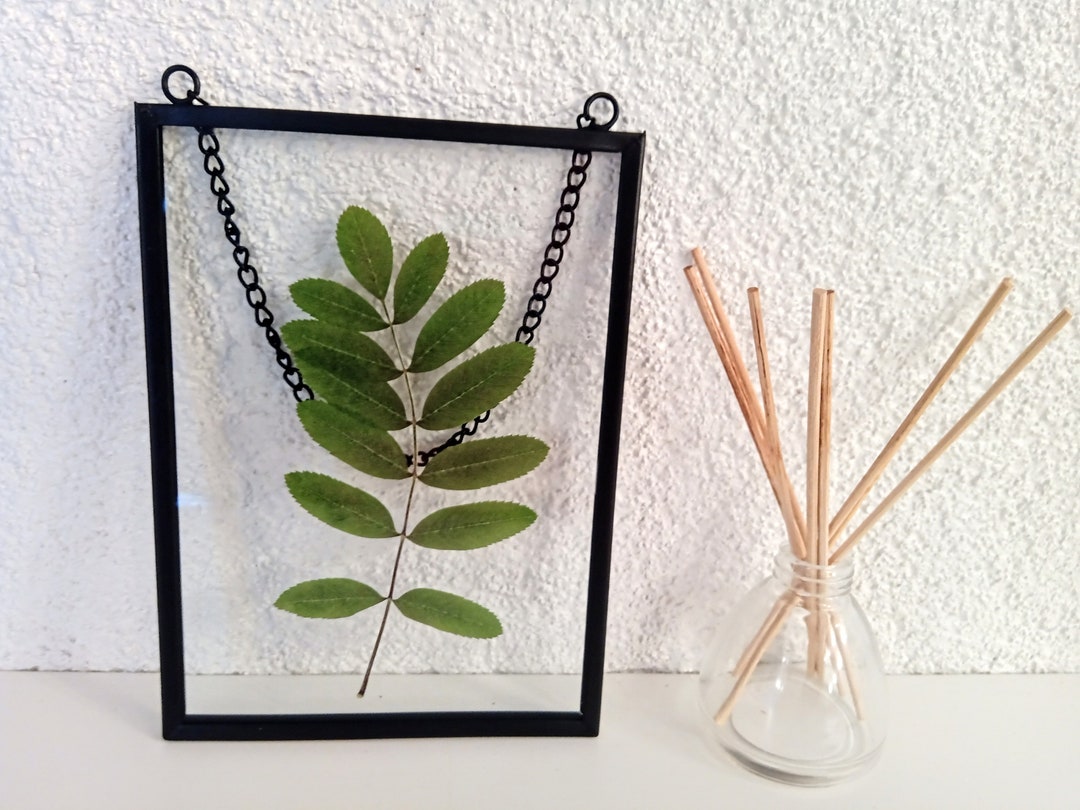 Dried Real Rowan Leaf in Frame Protective Rowan Tree Pagan Celtic ...