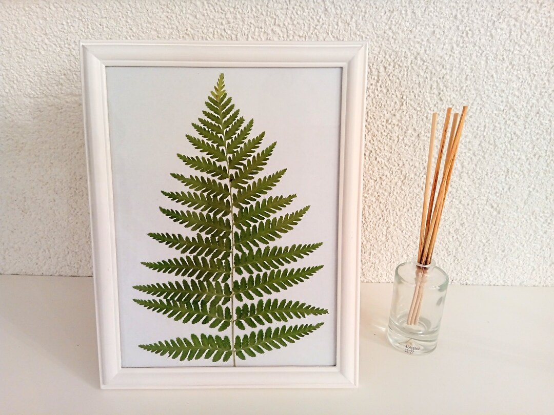 Real Fern Leaf Frame Pressed Fern Leaves Home Craft Rustic Home Decor ...