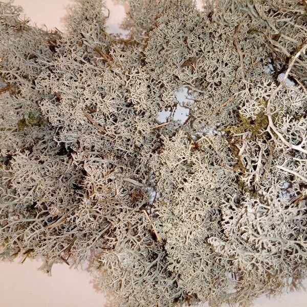 Lichen Terrarium - Etsy