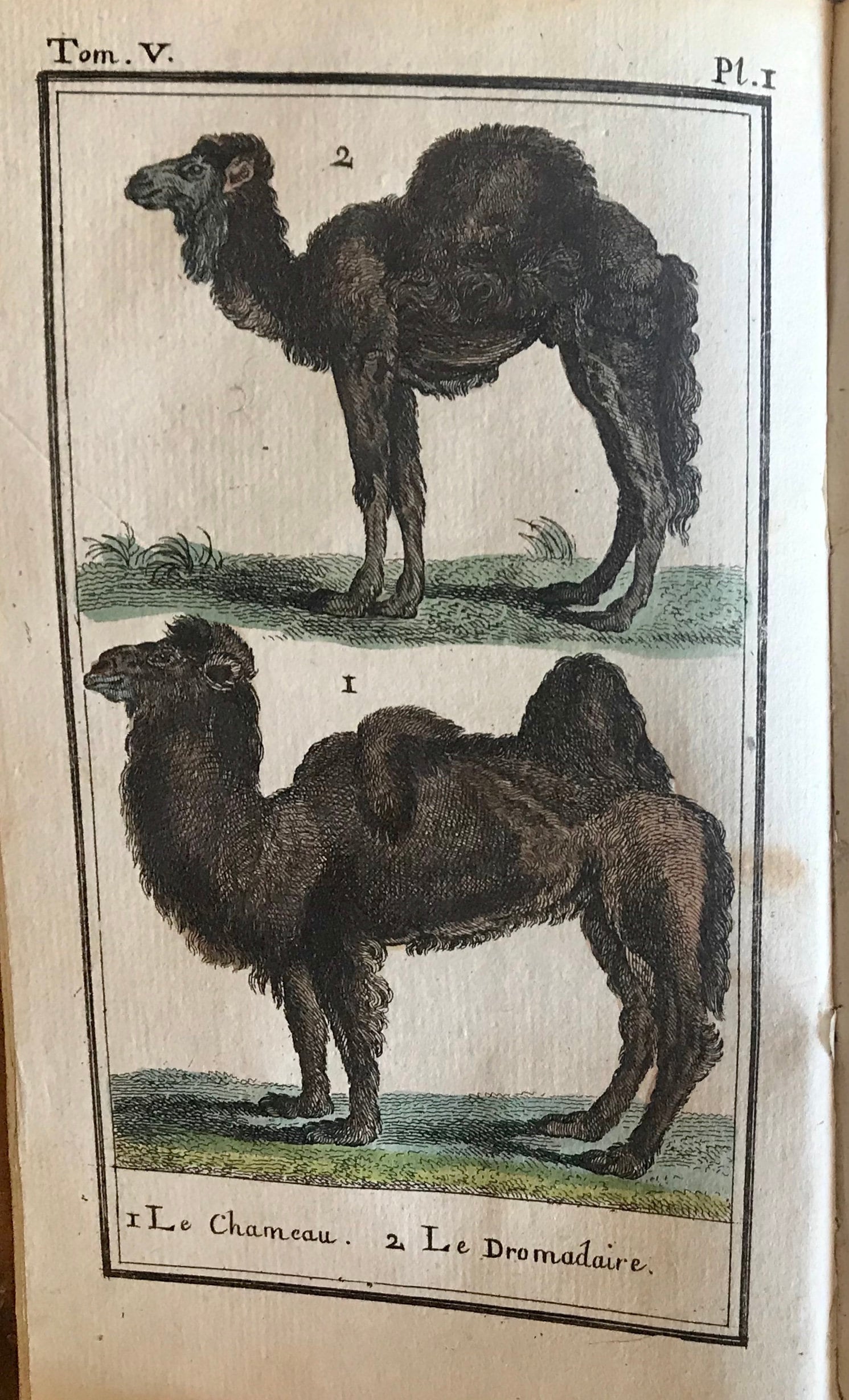 Georges Louis Leclerc Comte de Buffon Histoire naturelle, Quadrupèdes ...