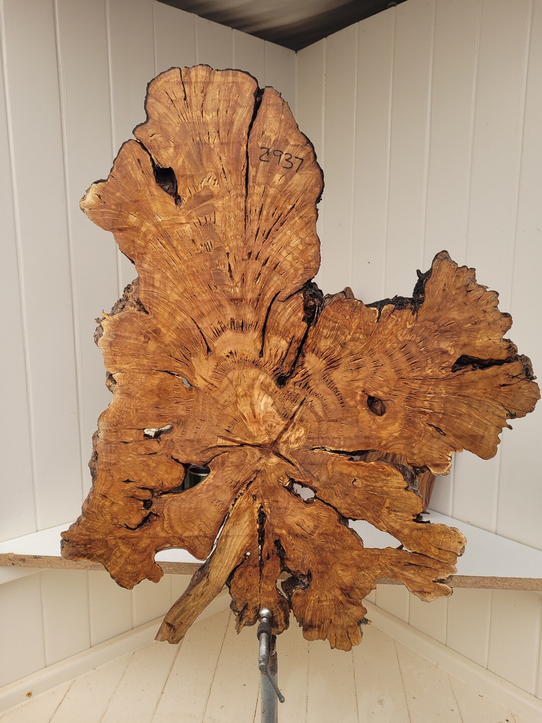Olive Burl Cookie 26 23 X 1-1/8 DIY Olive Burl Wood Flattened Olive ...