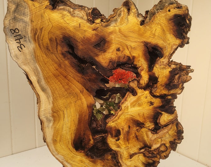 Mulberry Burl * 15" × 11" X 1-5/8" * DIY Mulberry Wood * Very Fragile ...