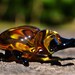 Glass Bug Figurine Animals Glass Bug Miniature Art Glass Blown Bug ...