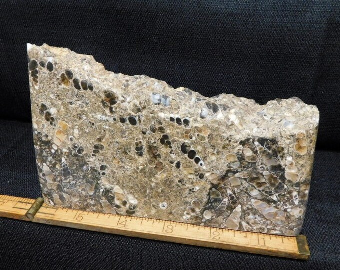 New Elimia Agate, X-turritella Agate, Polished Display Collection ...
