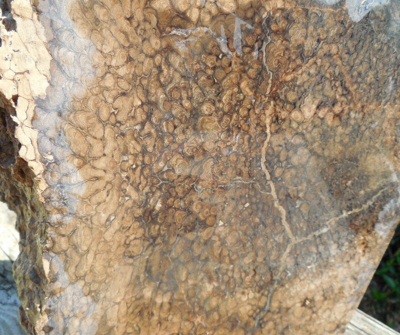Petrified Stromatolitic Algae From Eden Valley Wyoming Large - Etsy ...