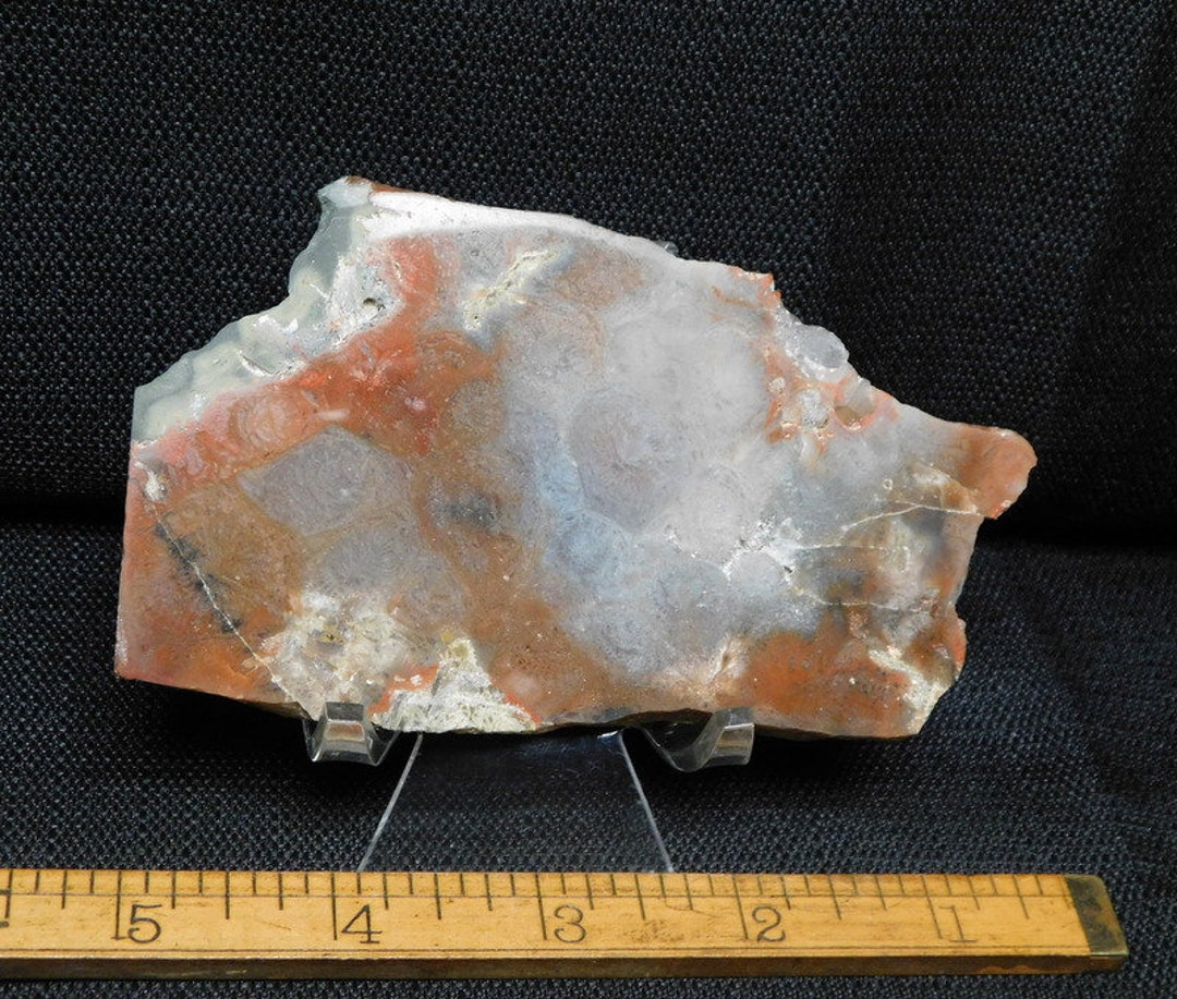 Agatized Fossil Coral Polished Slab, West Virginia State Gemstone - Etsy