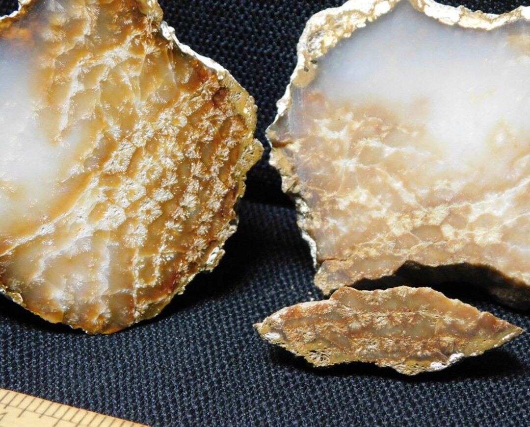 Fossilized Agate Coral Specimen With End Slab - Etsy