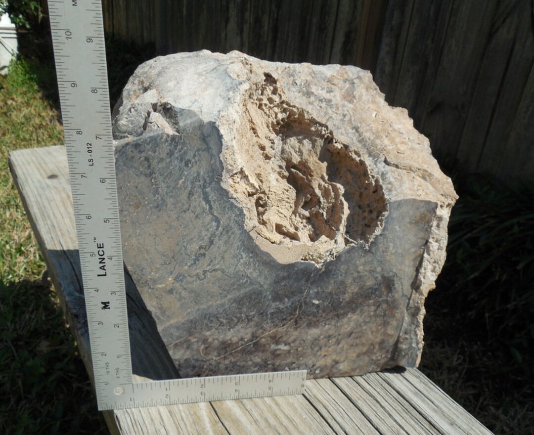 Petrified Stromatolitic Algae From Eden Valley, Wyoming, Large Specimen ...