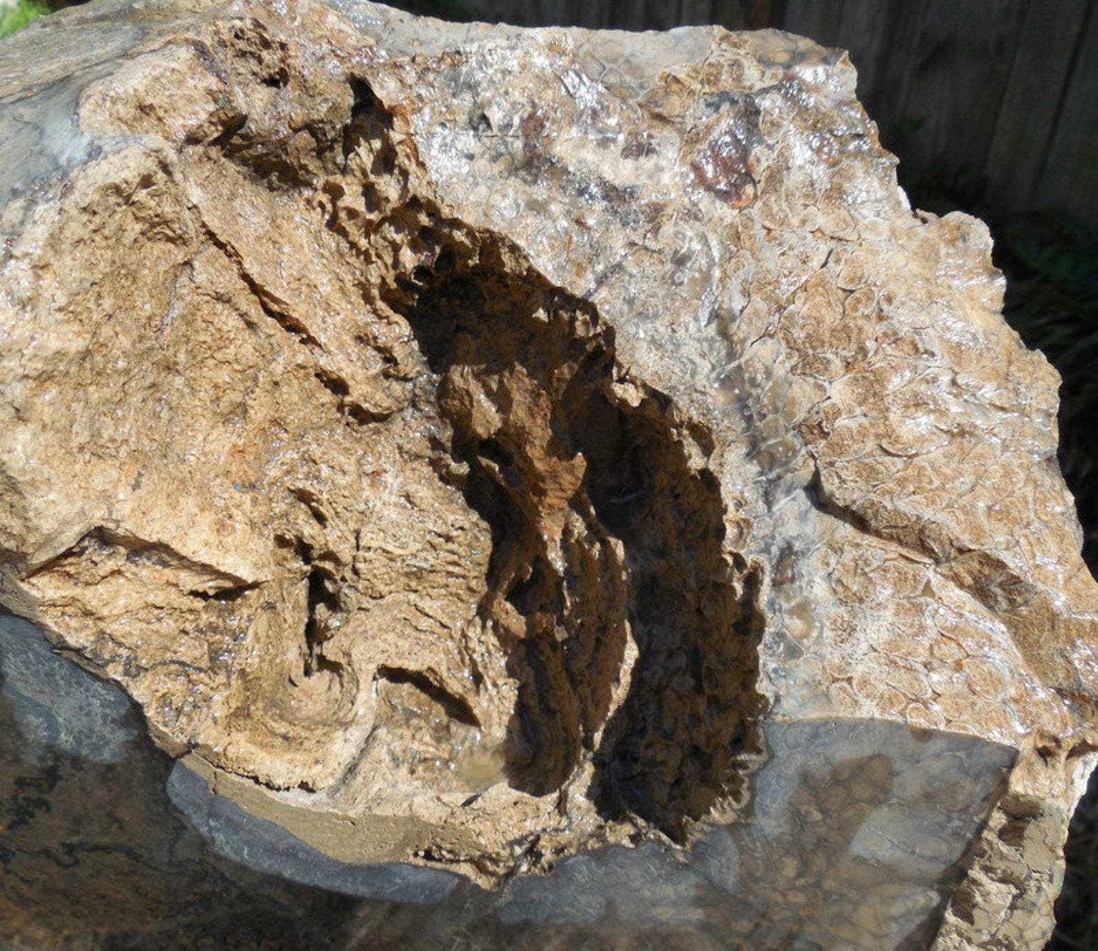 Petrified Stromatolitic Algae From Eden Valley Wyoming Large - Etsy ...