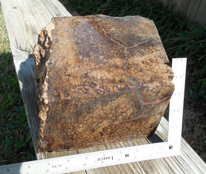 Petrified Stromatolitic Algae From Eden Valley Wyoming Large - Etsy ...