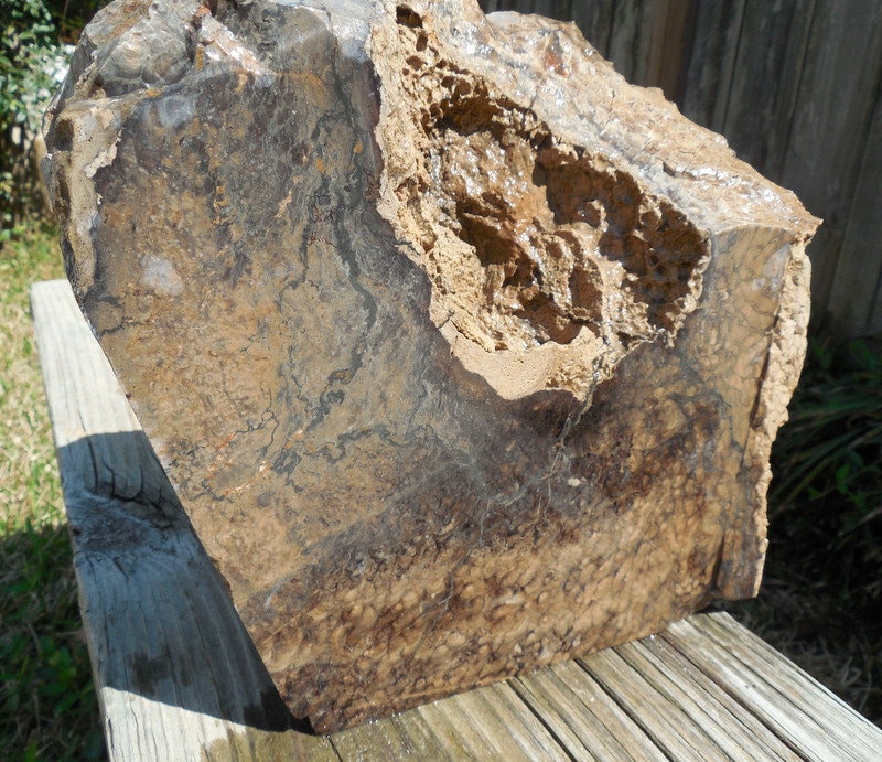 Petrified Stromatolitic Algae From Eden Valley Wyoming Large - Etsy ...