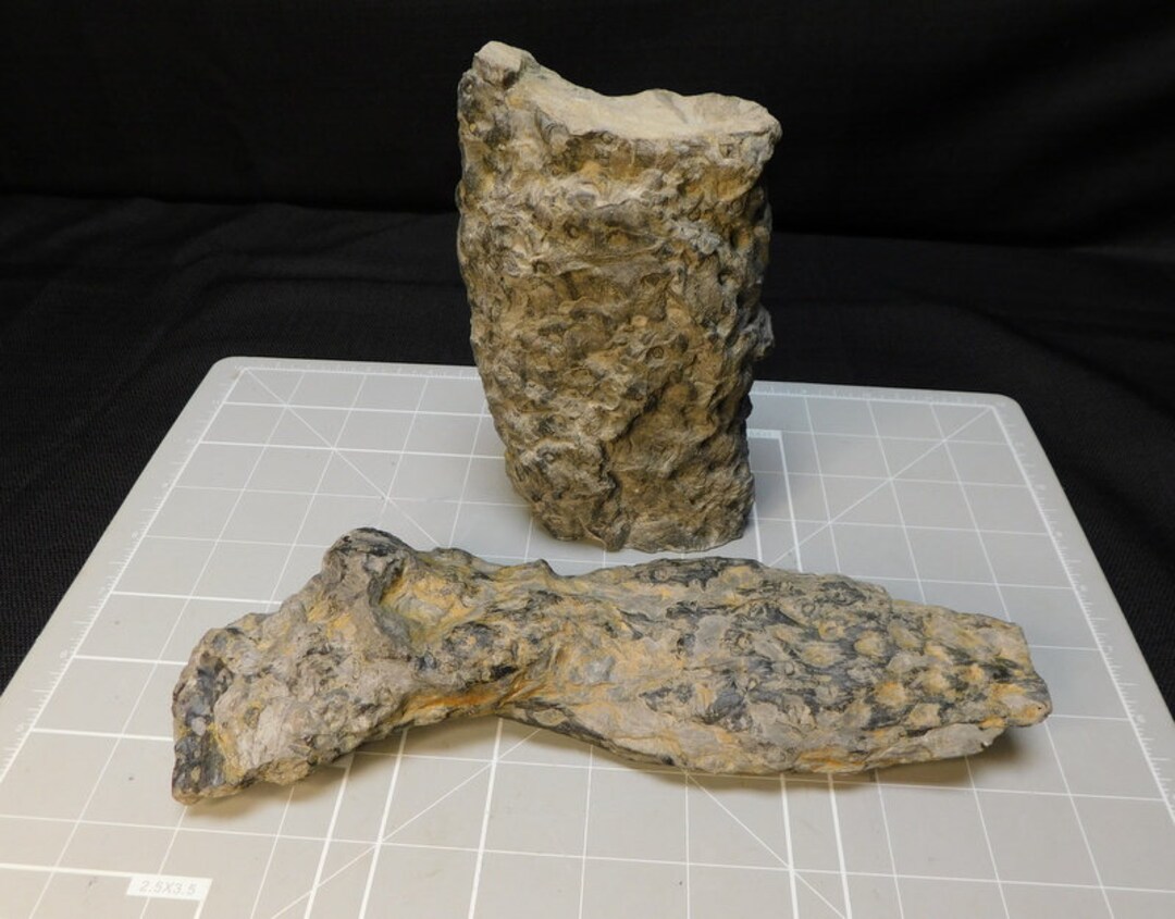 Stigmaria Fossil Casts From the Coal Beds of Eastern Kentucky, 300 Mya ...