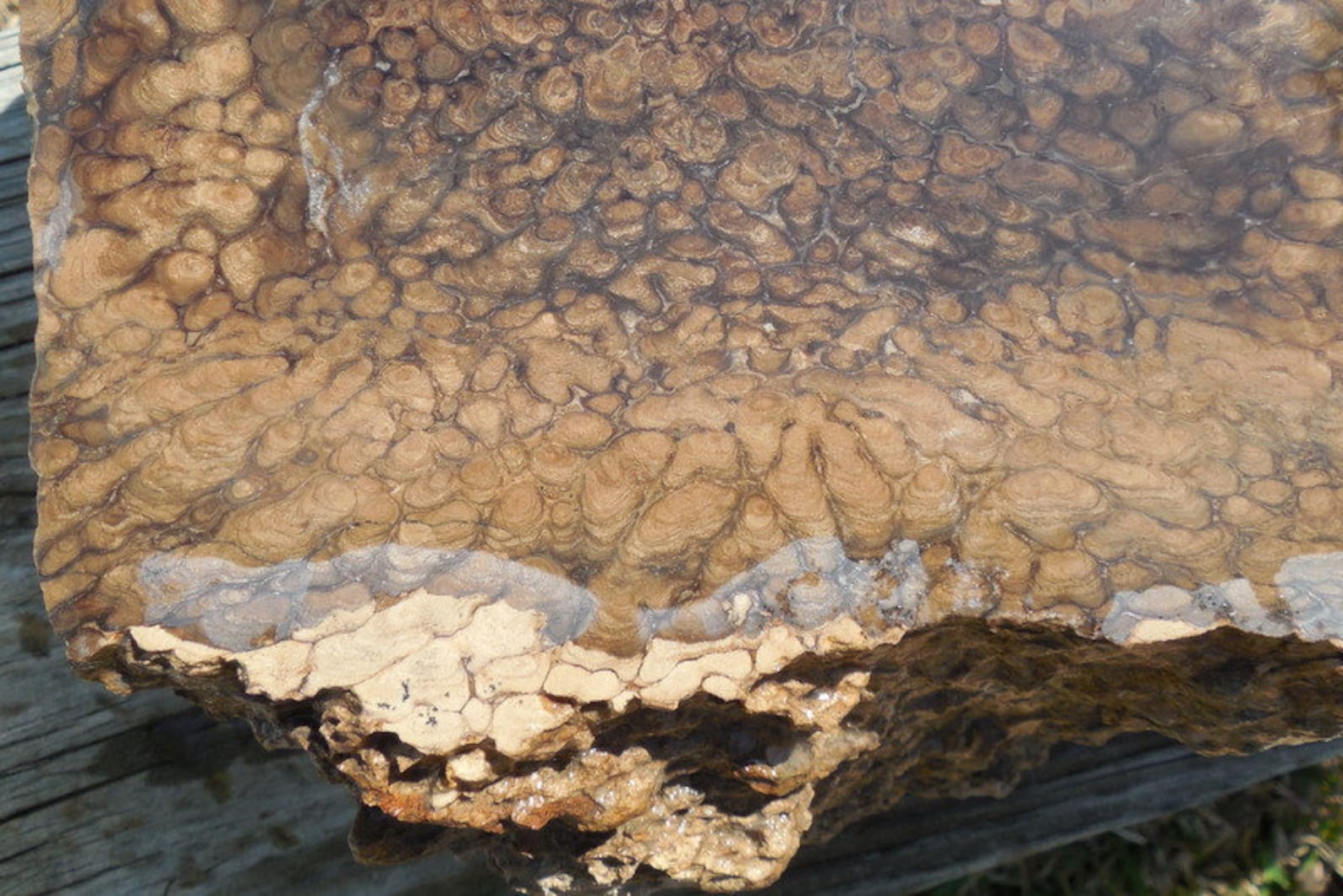 Petrified Stromatolitic Algae From Eden Valley Wyoming Large - Etsy ...