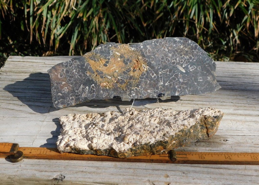 Elimia Tenera Agate, X-turritella Agate, Rough Specimen and Lapidary ...