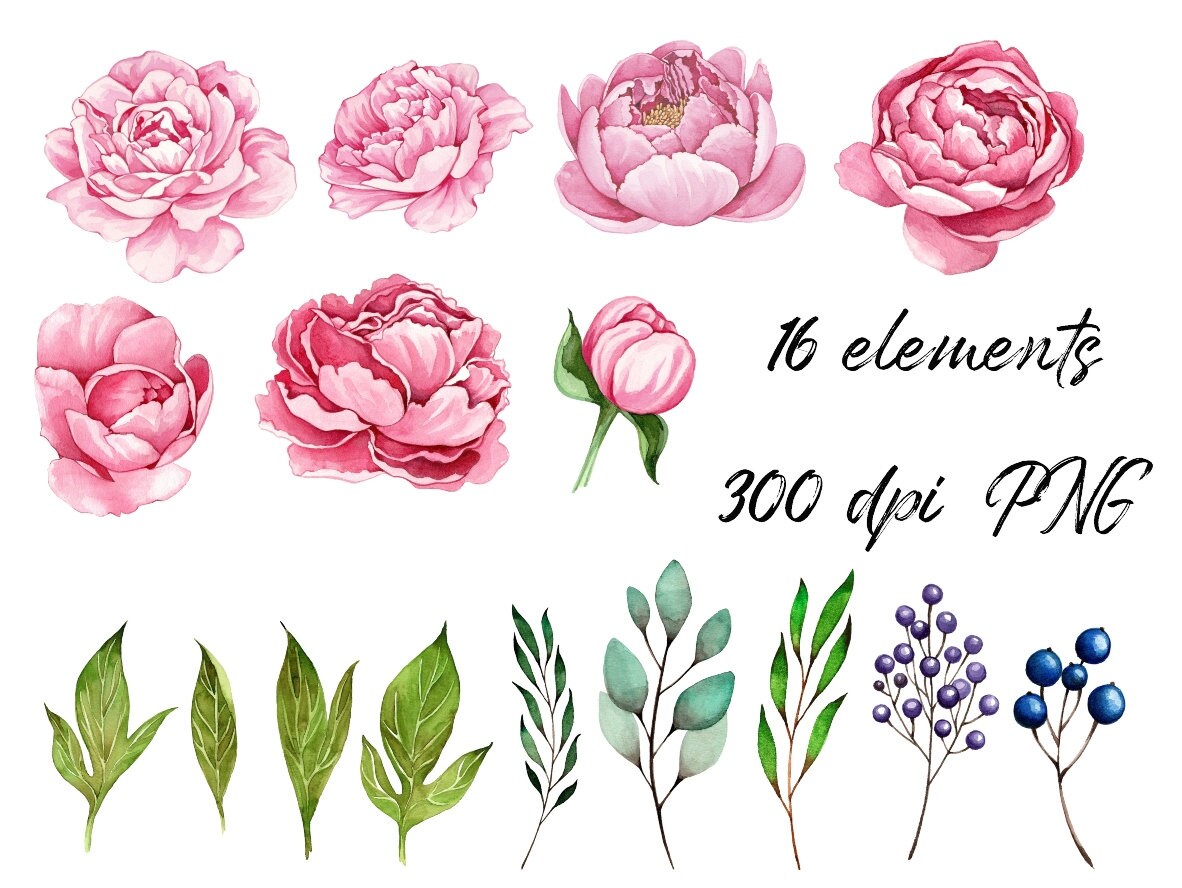 Watercolor Peonies Clipart Spring Wedding Flowers Wedding | Etsy