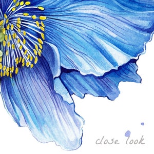 Blue Flower Print, Poppy Watercolor, Botanical Art Print, Flower Wall ...