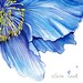 Blue Flower Print, Poppy Watercolor, Botanical Art Print, Flower Wall ...