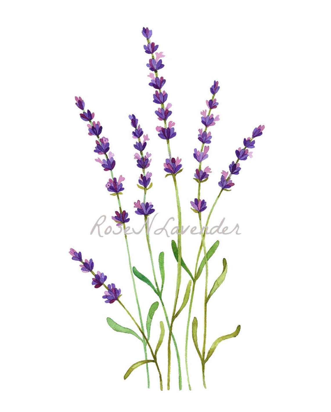 Lavender Print Flower Print Lavender Illustration Lavender - Etsy