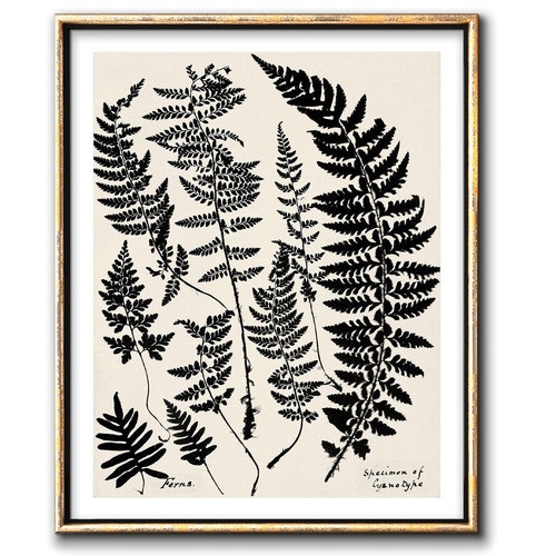 Agapanthus Print Pressed Flower Print of Original Herbarium | Etsy