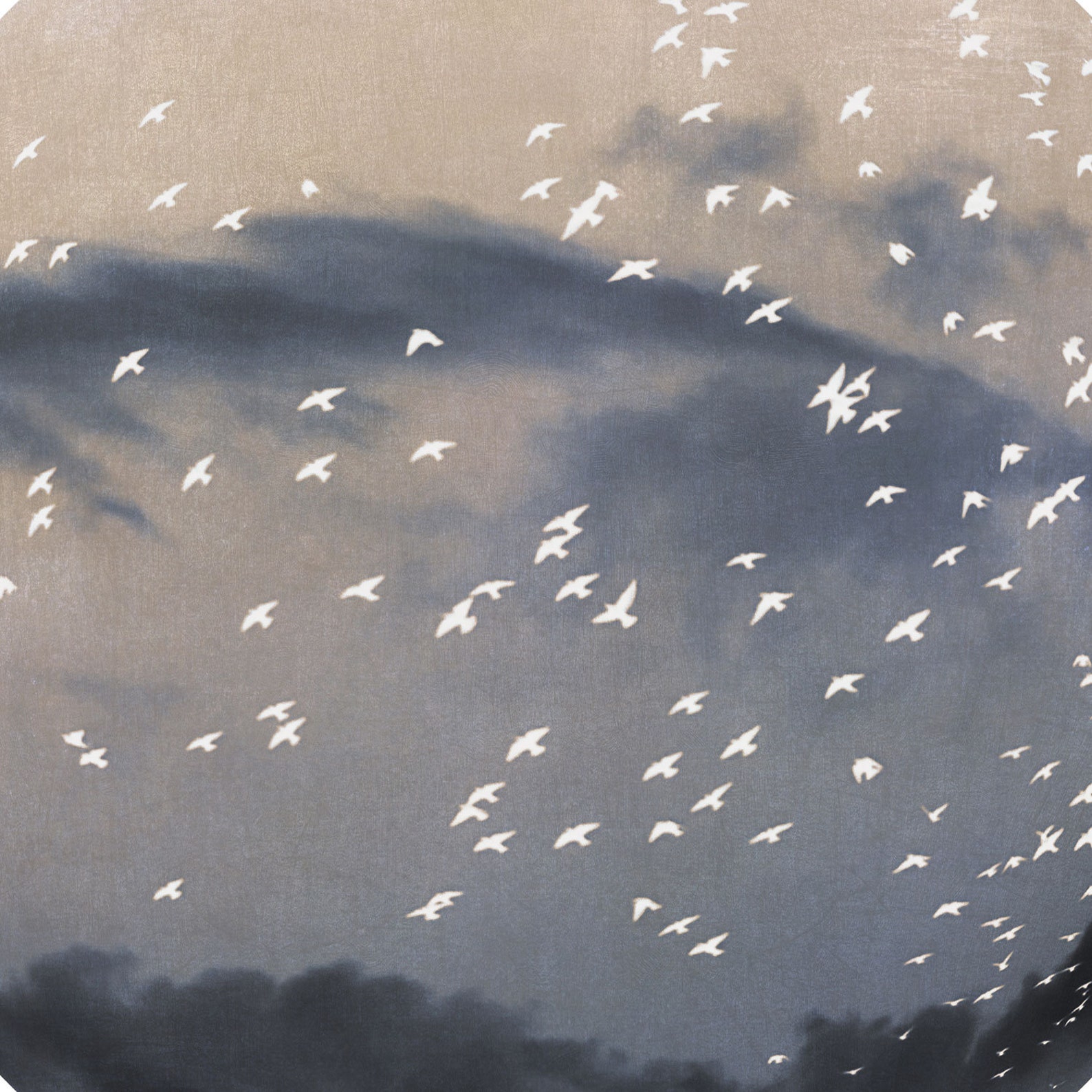 Flying Bird Wall Art Downloadable Prints Night Sky Print - Etsy