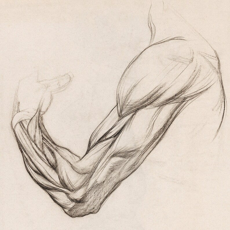 Anatomy Art Digital Print Vintage Figure Drawing Printable - Etsy